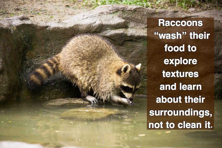 Why Raccoons Wash Their Food – For Fox Sake Wildlife Rescue