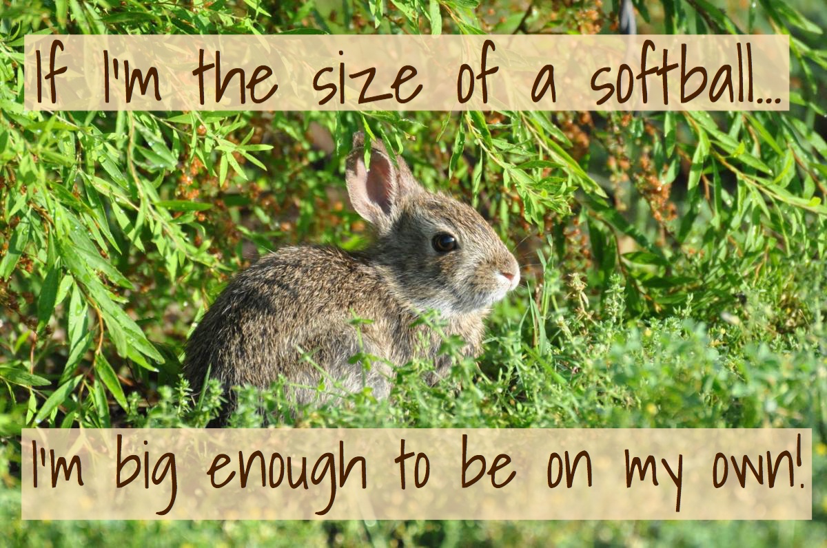 When is a Cottontail Independent? – For Fox Sake Wildlife Rescue