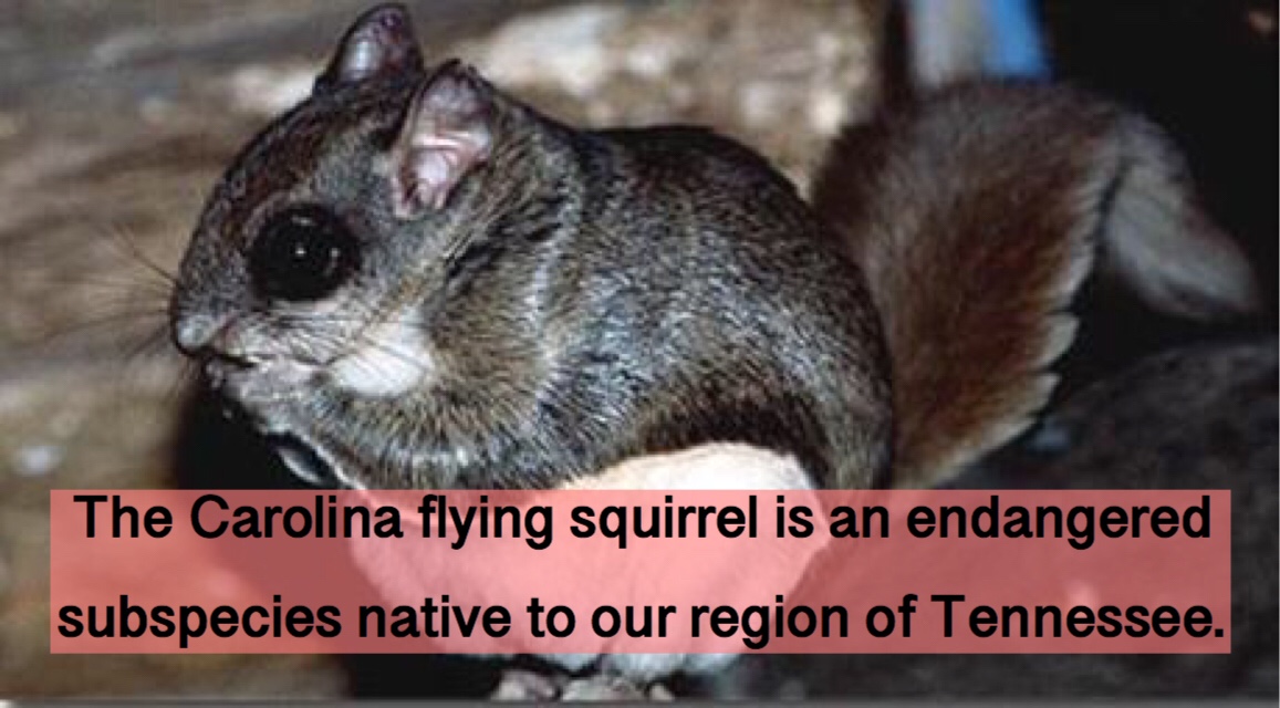 Tennessee’s Endangered Flying Squirrel – For Fox Sake Wildlife Rescue