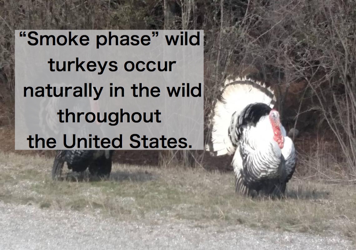 The Smoke-Phase Turkey – For Fox Sake Wildlife Rescue