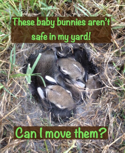 Can I Move Wild Baby Rabbits? – For Fox Sake Wildlife Rescue