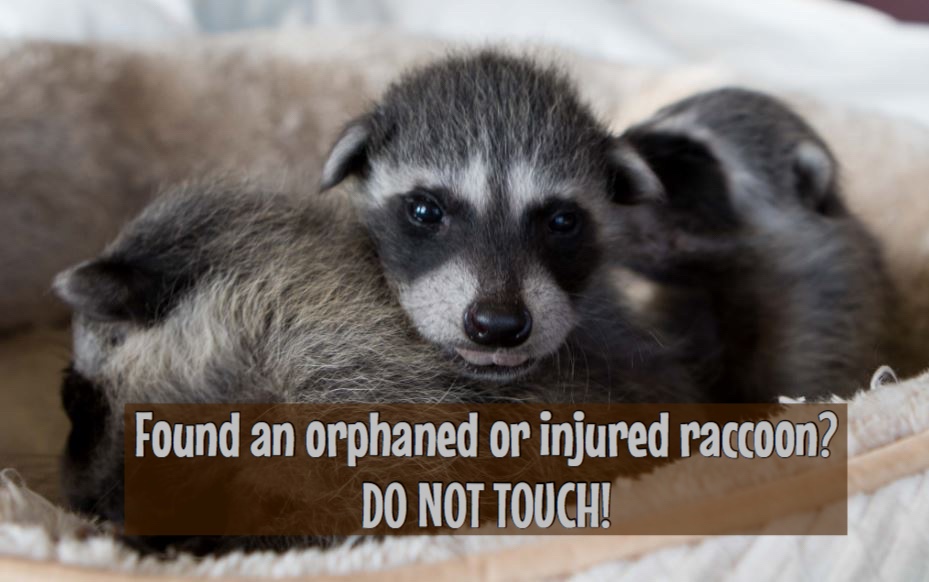 Found A Baby Raccoon? Don’t Touch! – For Fox Sake Wildlife Rescue