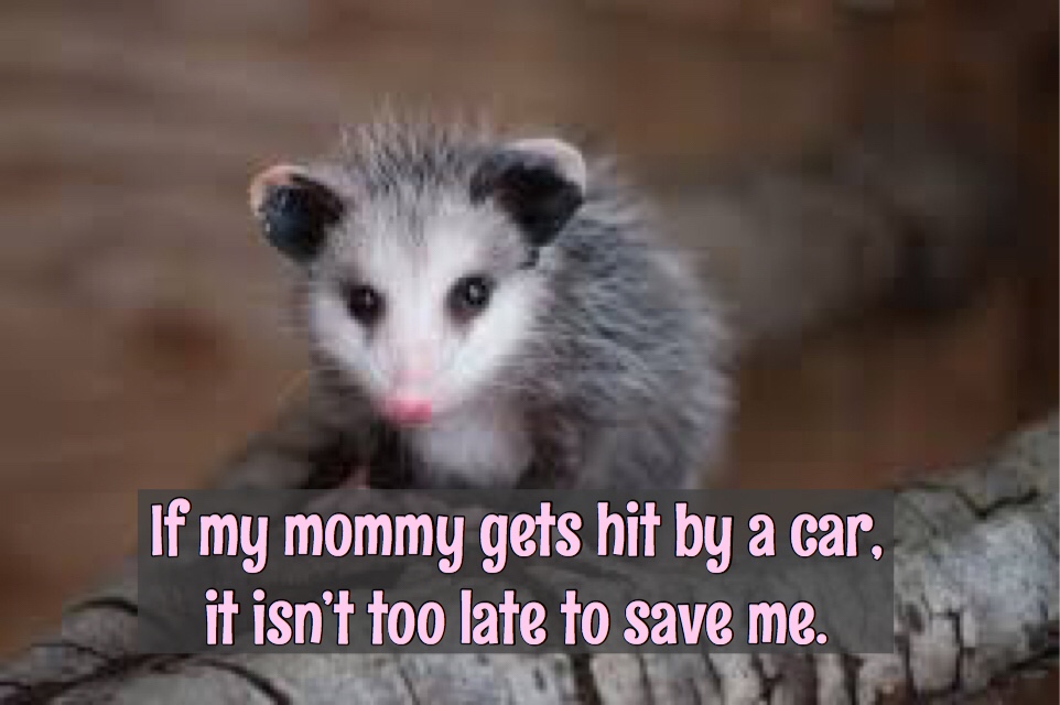 Found a Dead Opossum? Check its Pouch! – For Fox Sake Wildlife Rescue