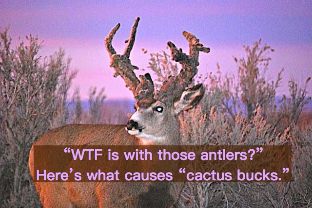 How Do Cactus Bucks Happen? – For Fox Sake Wildlife Rescue