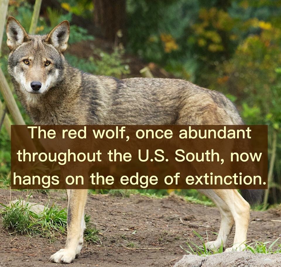 The Endangered Red Wolf – For Fox Sake Wildlife Rescue