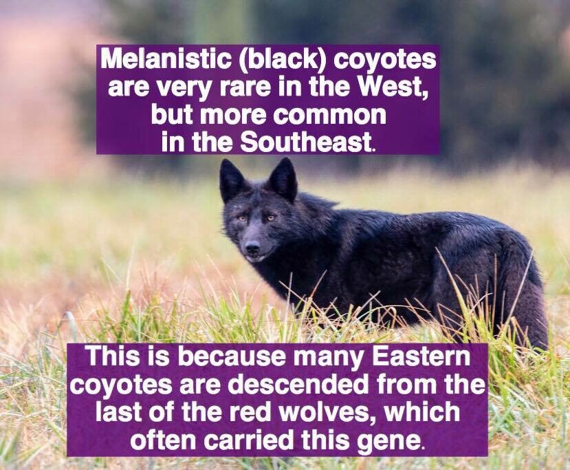 The Black Coyotes of the South – For Fox Sake Wildlife Rescue