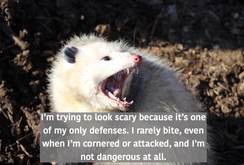 Scary Opossums! – For Fox Sake Wildlife Rescue