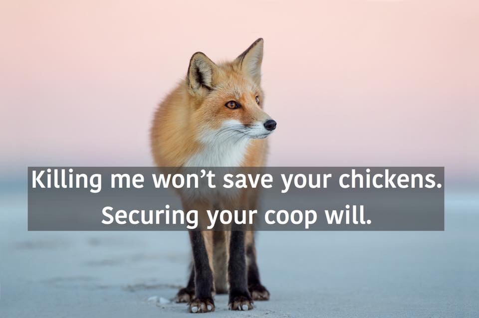 Killing Foxes Won’t Save Chickens – For Fox Sake Wildlife Rescue