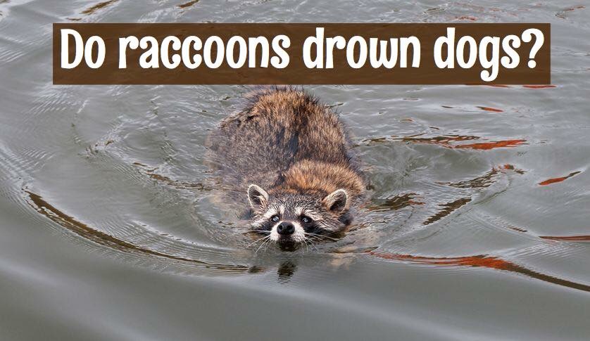 Do Raccoons Drown Dogs? – For Fox Sake Wildlife Rescue