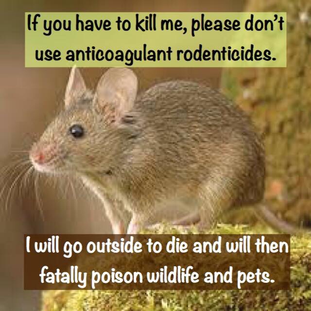 Rodenticides Hurt Wildlife – For Fox Sake Wildlife Rescue