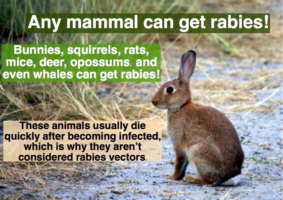 Any Mammal Can Get Rabies – For Fox Sake Wildlife Rescue
