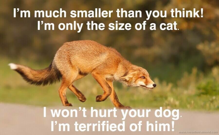 Can a Fox Hurt my Dog? – For Fox Sake Wildlife Rescue
