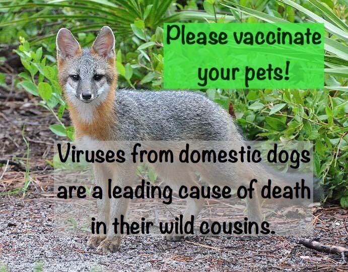 Canine Distemper Decimates Wildlife – For Fox Sake Wildlife Rescue