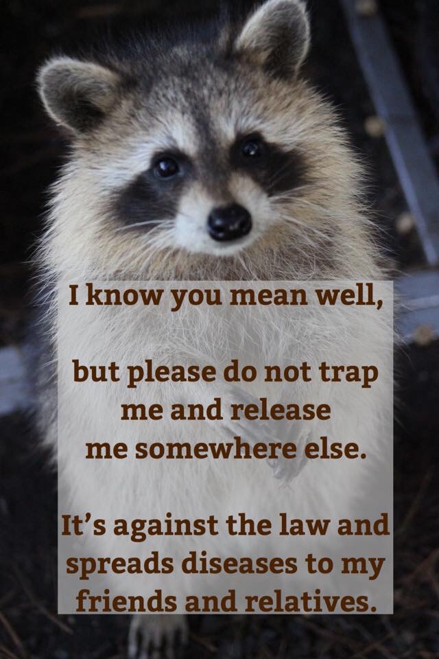 Can I Relocate a Raccoon? – For Fox Sake Wildlife Rescue