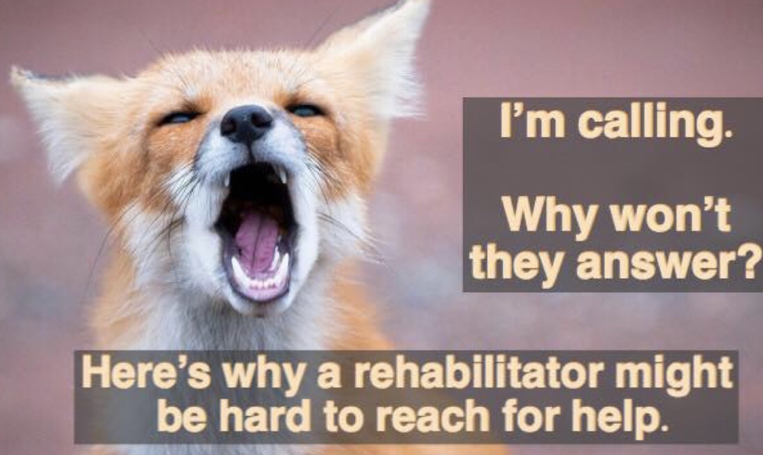 Why Won’t Rehabbers Answer Me? – For Fox Sake Wildlife Rescue