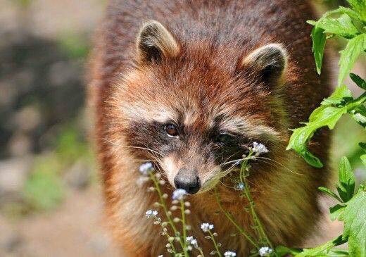Red Raccoons? – For Fox Sake Wildlife Rescue