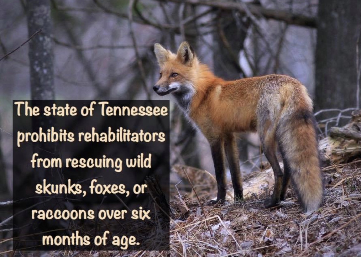 On Following the Law, Even When it Hurts – For Fox Sake Wildlife Rescue