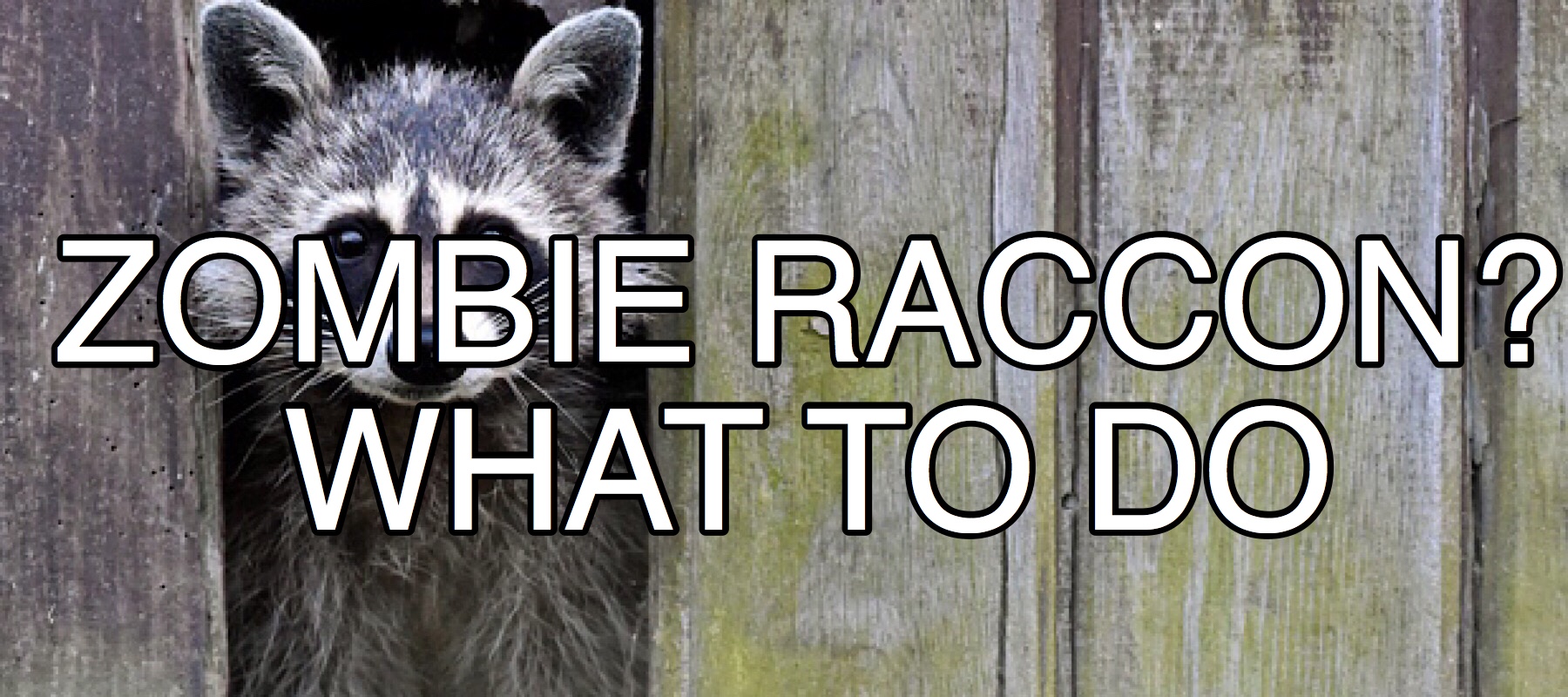 Dealing with Zombie Raccoons – For Fox Sake Wildlife Rescue