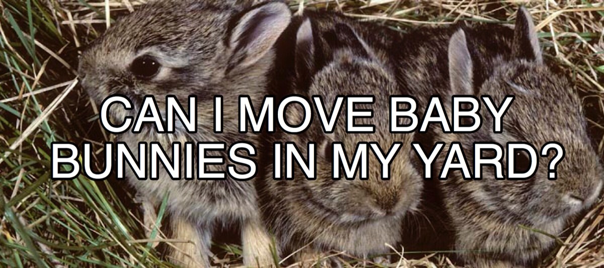Can I Move Wild Baby Rabbits? – For Fox Sake Wildlife Rescue