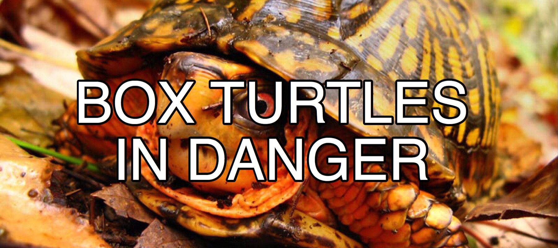 Tennessee’s Box Turtles in Danger – For Fox Sake Wildlife Rescue