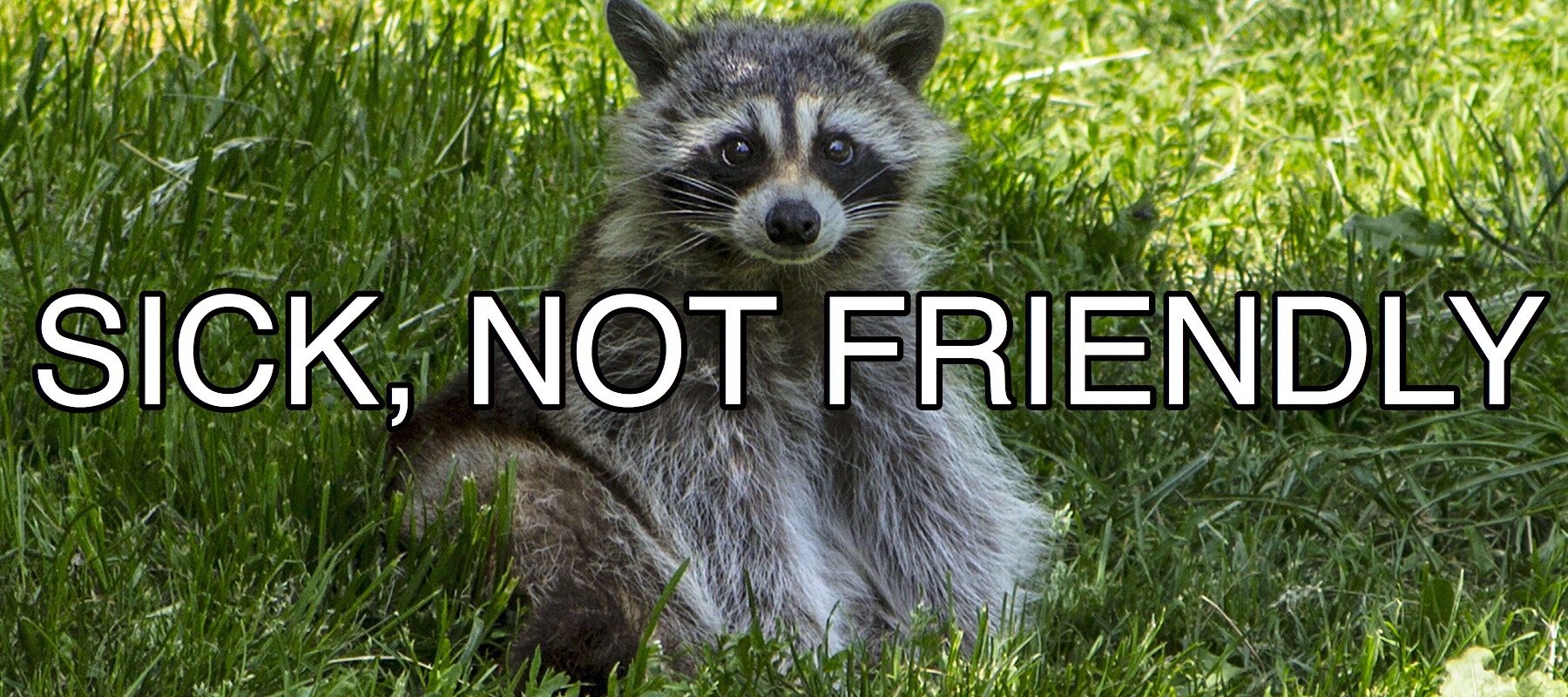Sick. Not “Friendly.” – For Fox Sake Wildlife Rescue
