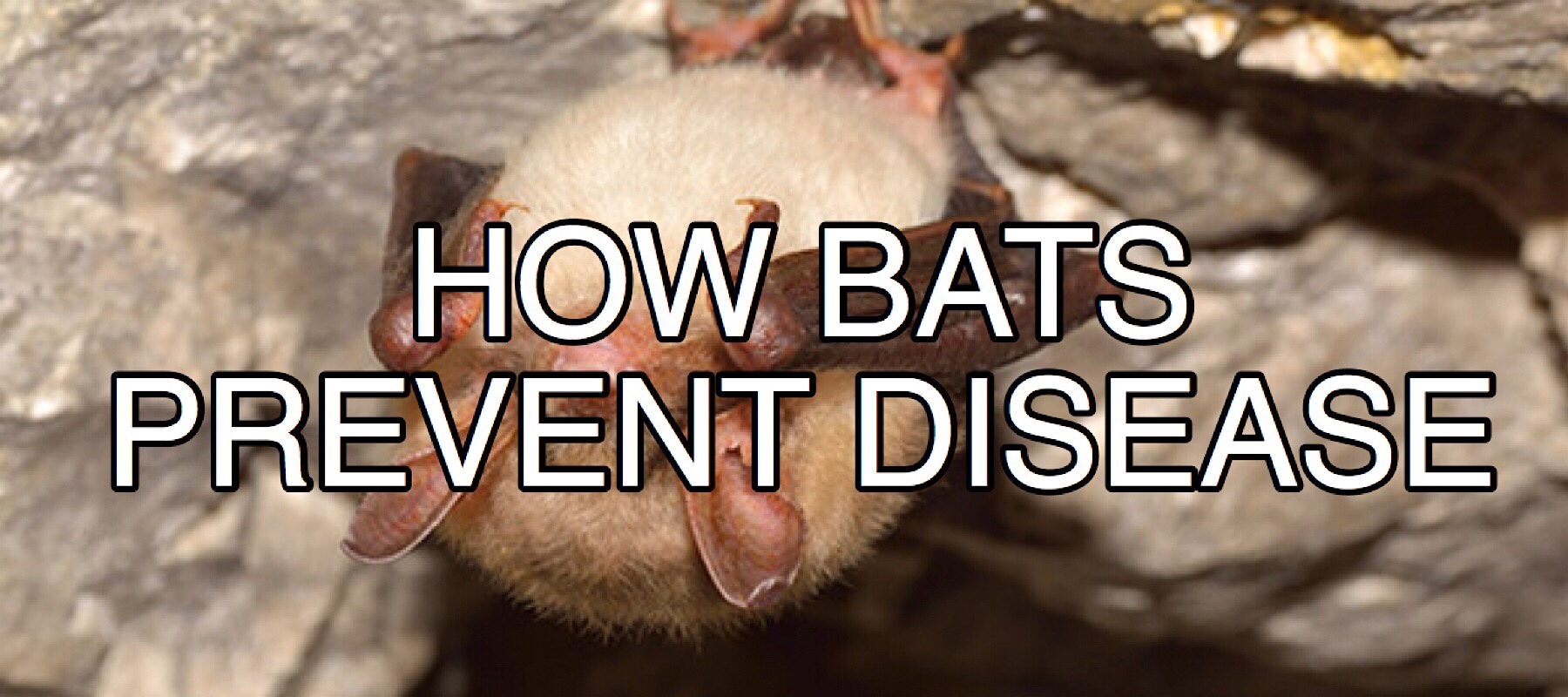 How Bats Prevent Disease – For Fox Sake Wildlife Rescue