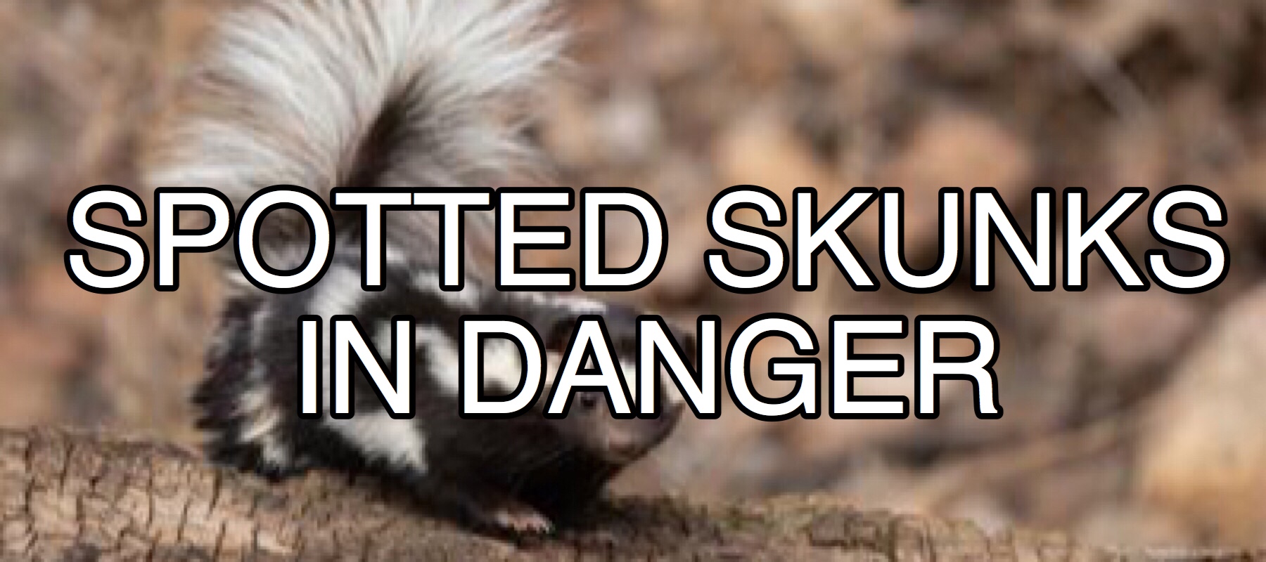 Tennessee’s Endangered Eastern Spotted Skunk – For Fox Sake Wildlife Rescue