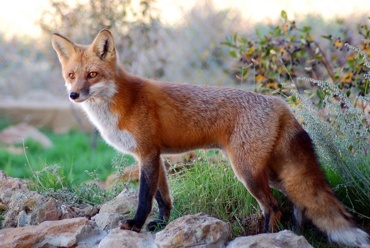 Red Fox, Grey Fox, or Coyote? – For Fox Sake Wildlife Rescue