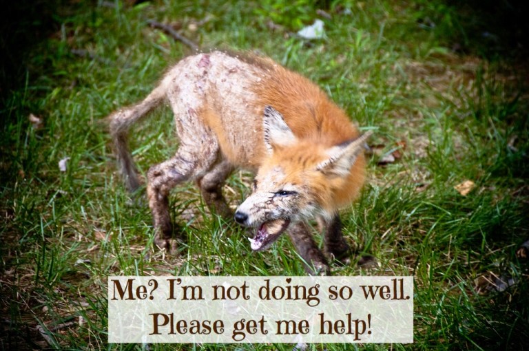 Mange vs. Shedding in Foxes – For Fox Sake Wildlife Rescue