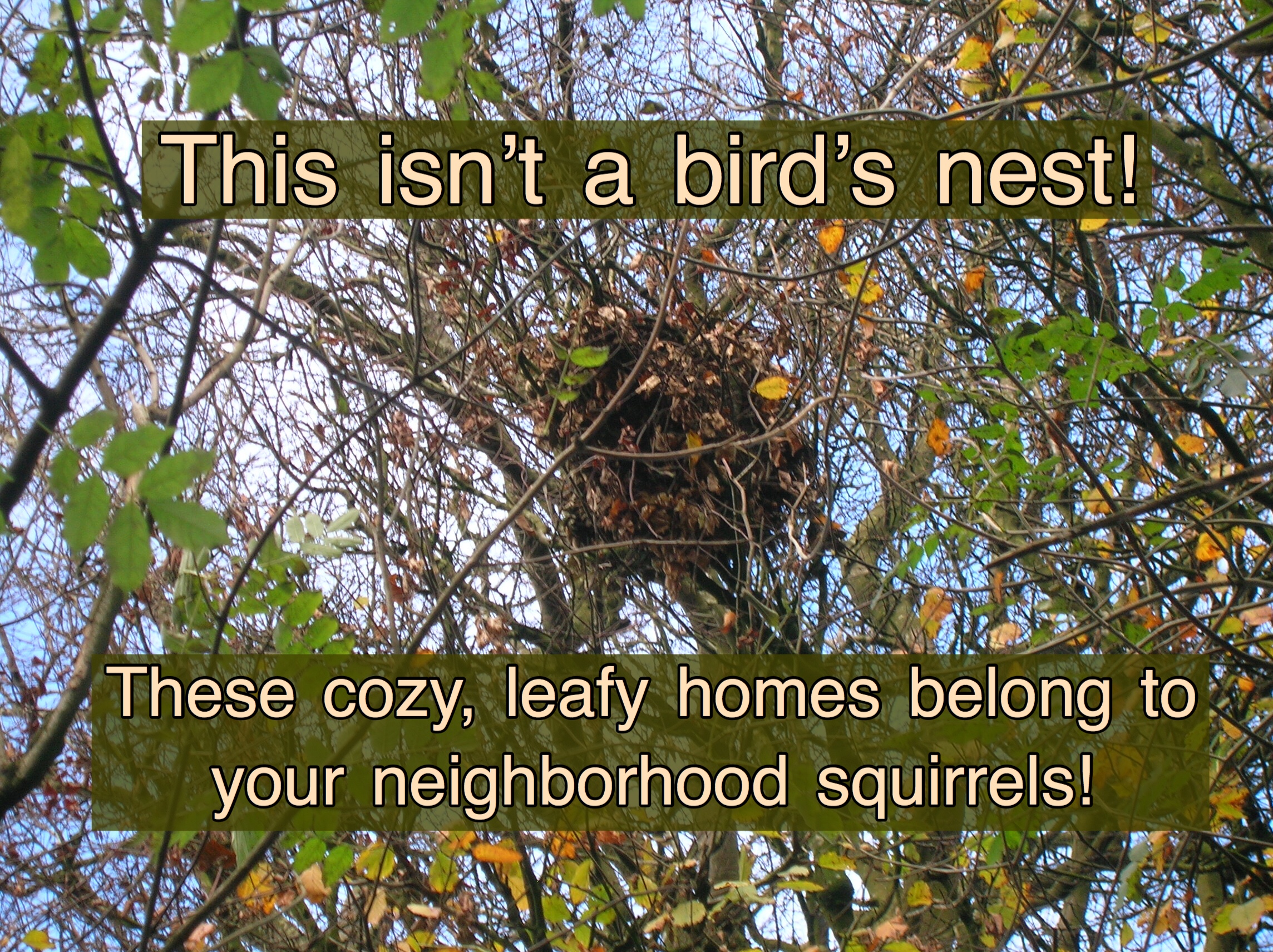 Dreys: Those Leafy Squirrel Nests – For Fox Sake Wildlife Rescue