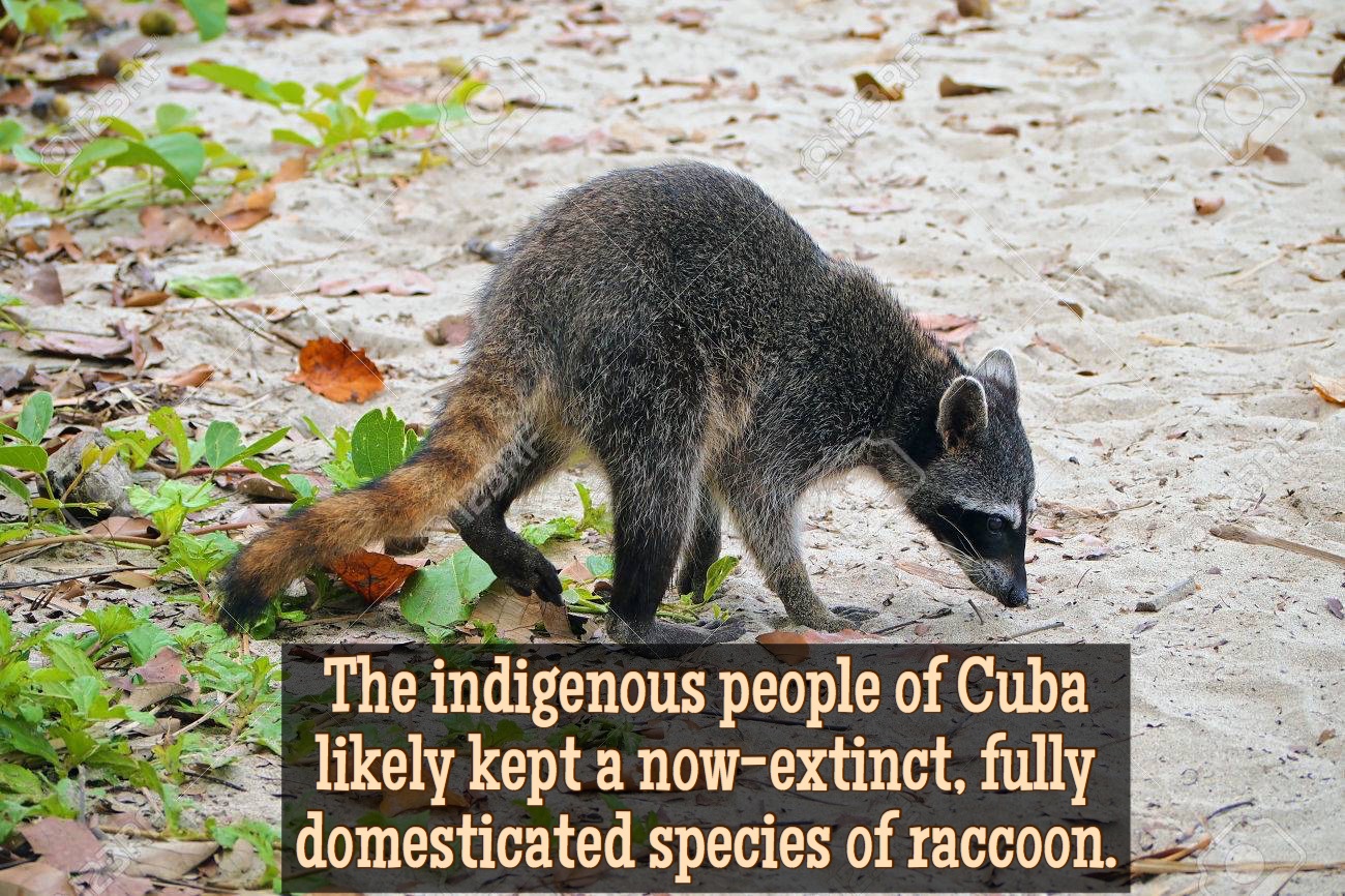 The Domesticated Raccoons of Cuba – For Fox Sake Wildlife Rescue