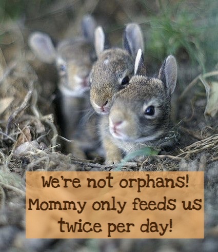 Cottontail Mothers Feed Young Twice Daily – For Fox Sake Wildlife Rescue