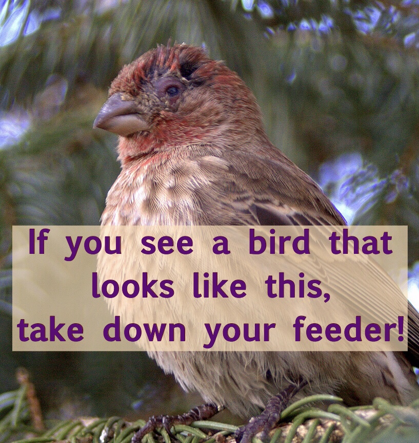 Crusty-Eyed Birds? Take Down Your Feeder! – For Fox Sake Wildlife Rescue