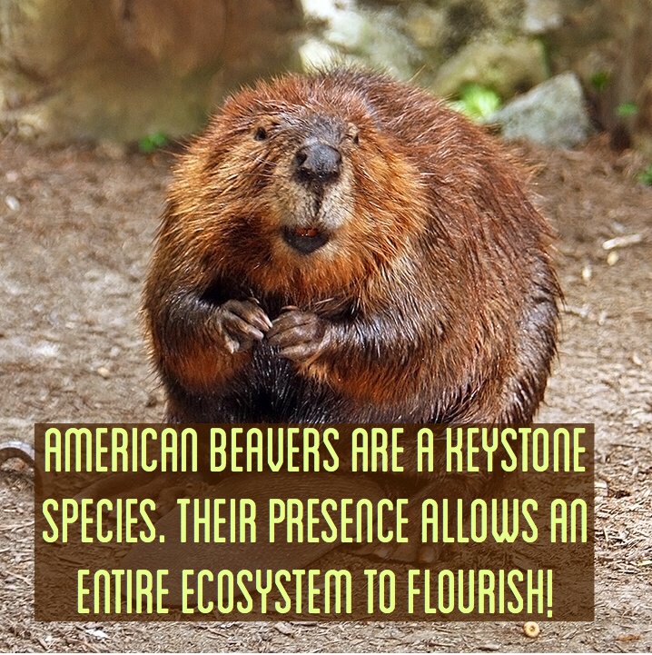 5 Ways Beavers Benefit their Environment – For Fox Sake Wildlife Rescue