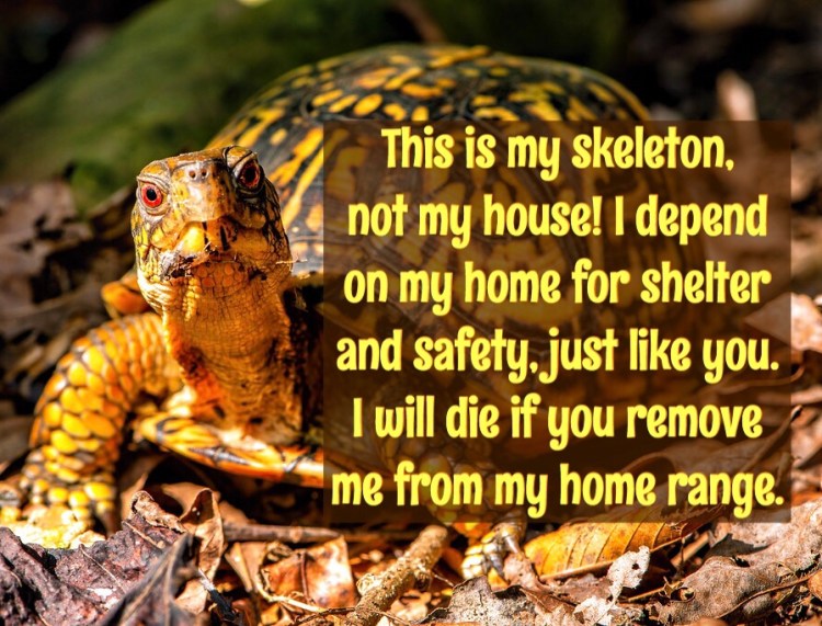Don’t Move a Box Turtle Somewhere “Better” – For Fox Sake Wildlife Rescue