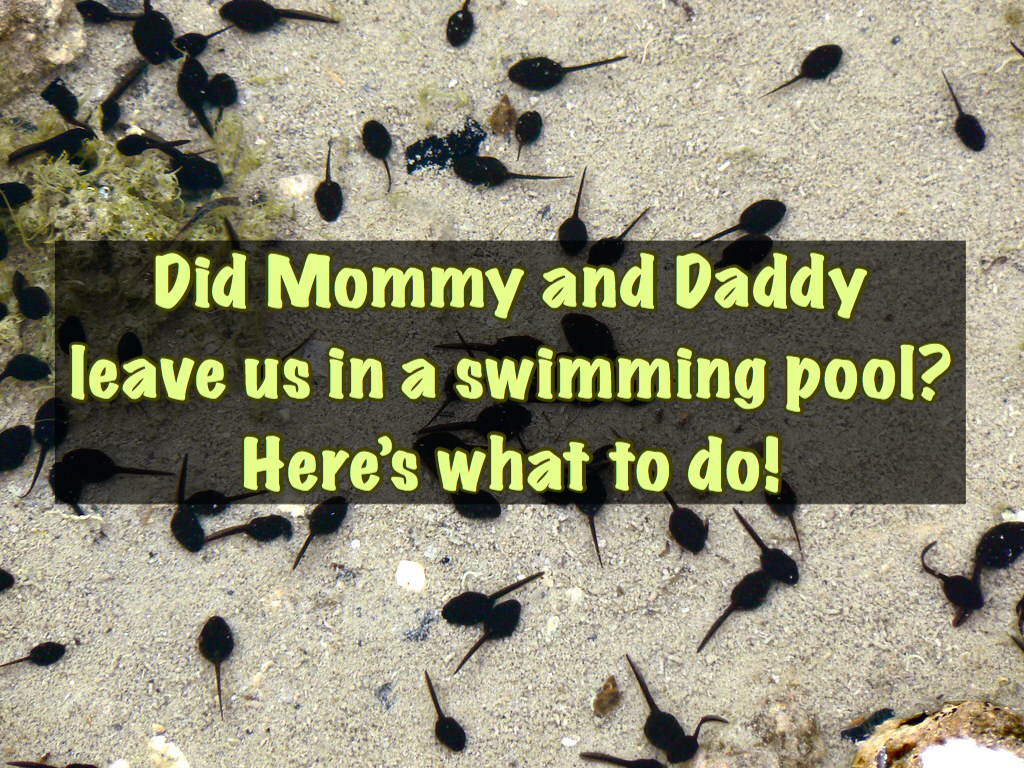 What To Do About Tadpoles in Your Swimming Pool – For Fox Sake Wildlife ...