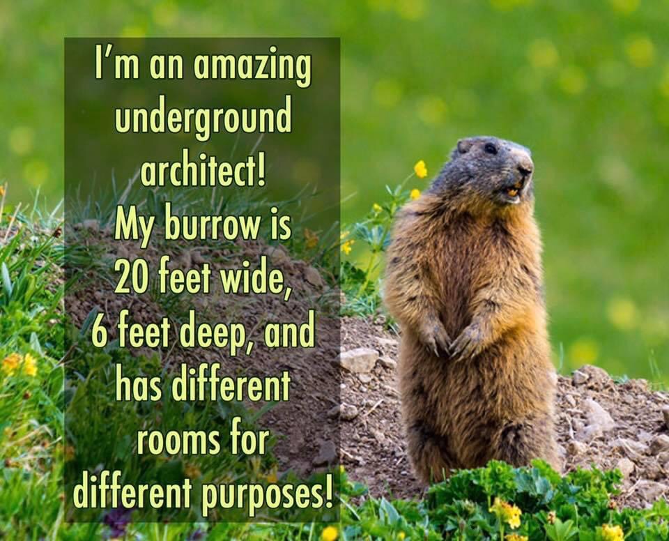 Groundhogs: Underground Architects! – For Fox Sake Wildlife Rescue