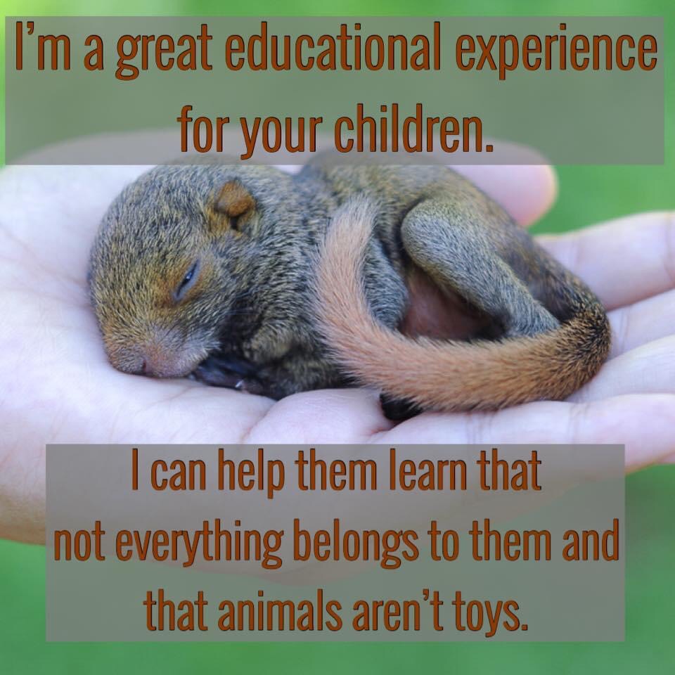 Don’t Kidnap Animals to Teach Your Children – For Fox Sake Wildlife Rescue