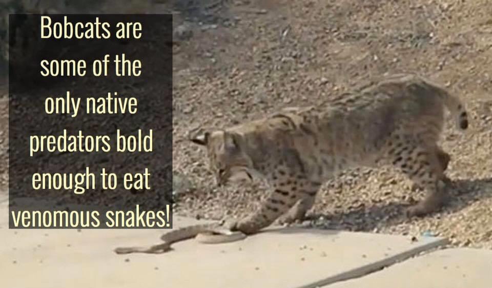 Bobcats Eat Venomous Snakes – For Fox Sake Wildlife Rescue