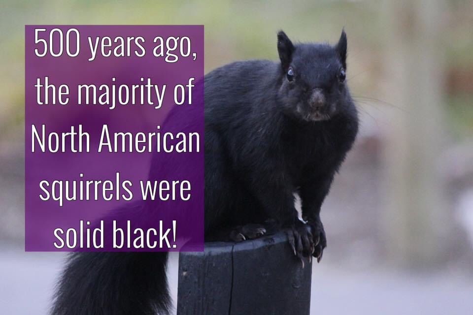 Most American Squirrels Used to be Black – For Fox Sake Wildlife Rescue