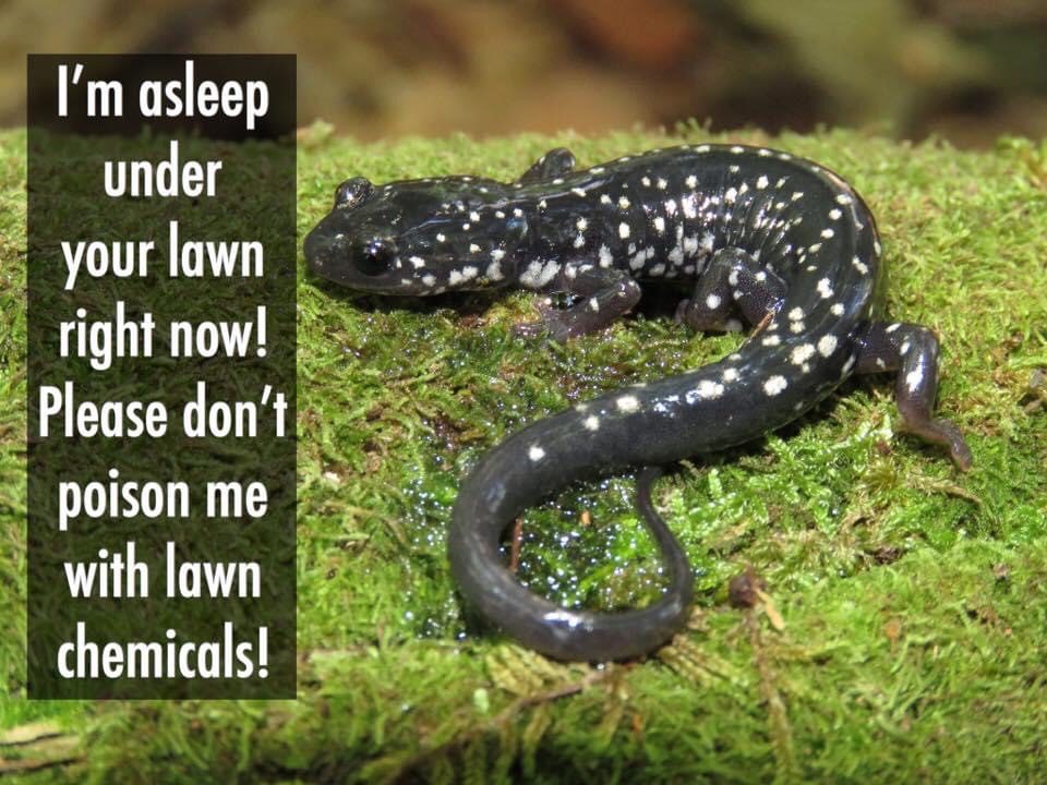 Lawn Chemicals Kill Salamanders in Winter – For Fox Sake Wildlife Rescue