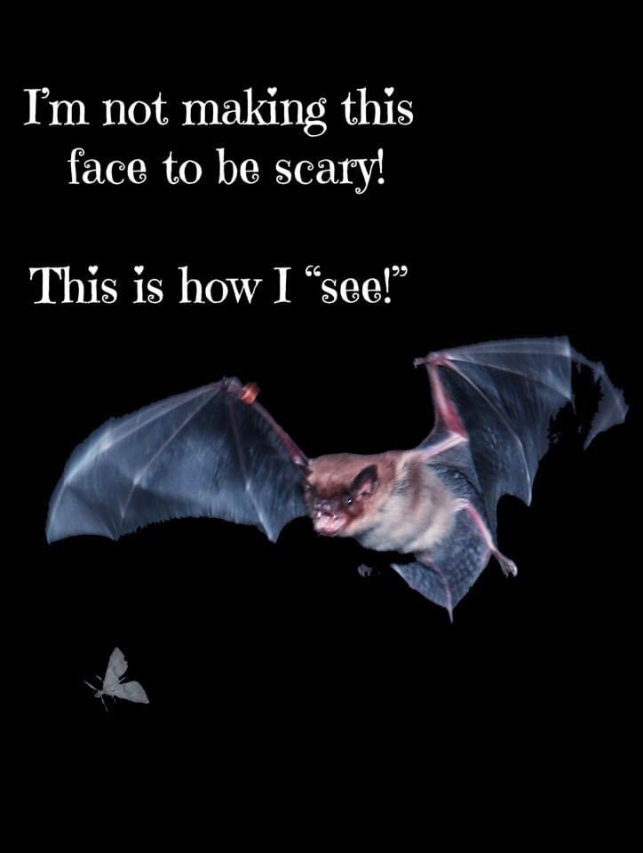 Bats Make Scary Faces to “See” Better – For Fox Sake Wildlife Rescue