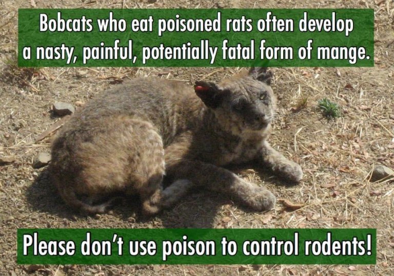 Rat Poison Causes Mange in Bobcats – For Fox Sake Wildlife Rescue