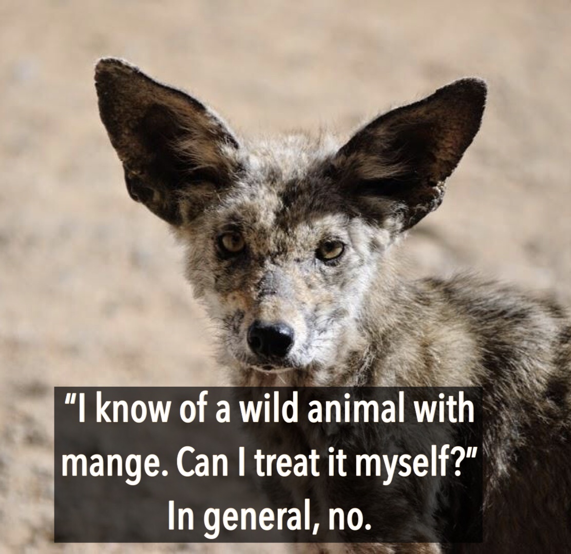 Treating a Wild Animal With Mange Yourself? Not So Fast! – For Fox Sake ...