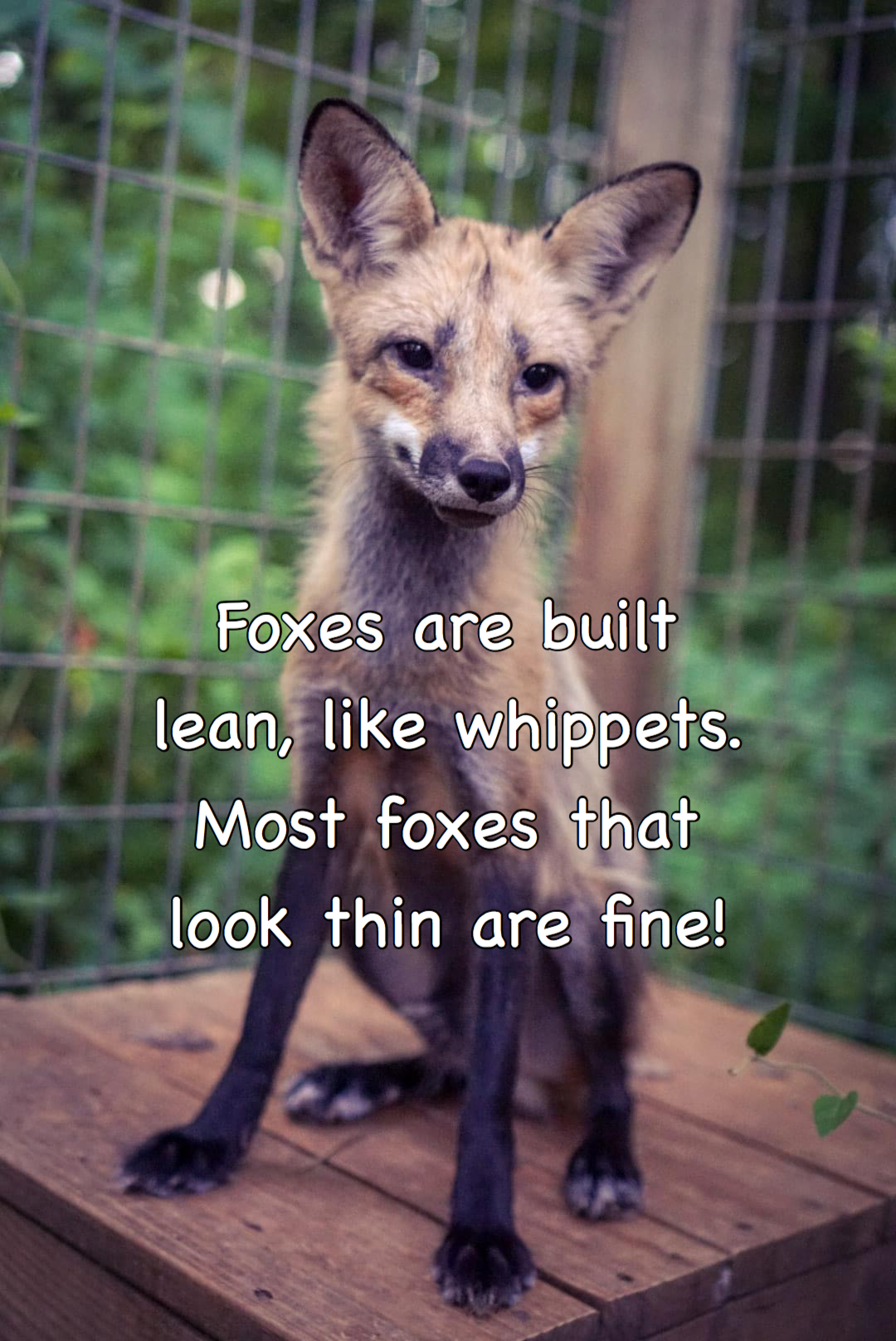 That fox isn’t too skinny! – For Fox Sake Wildlife Rescue