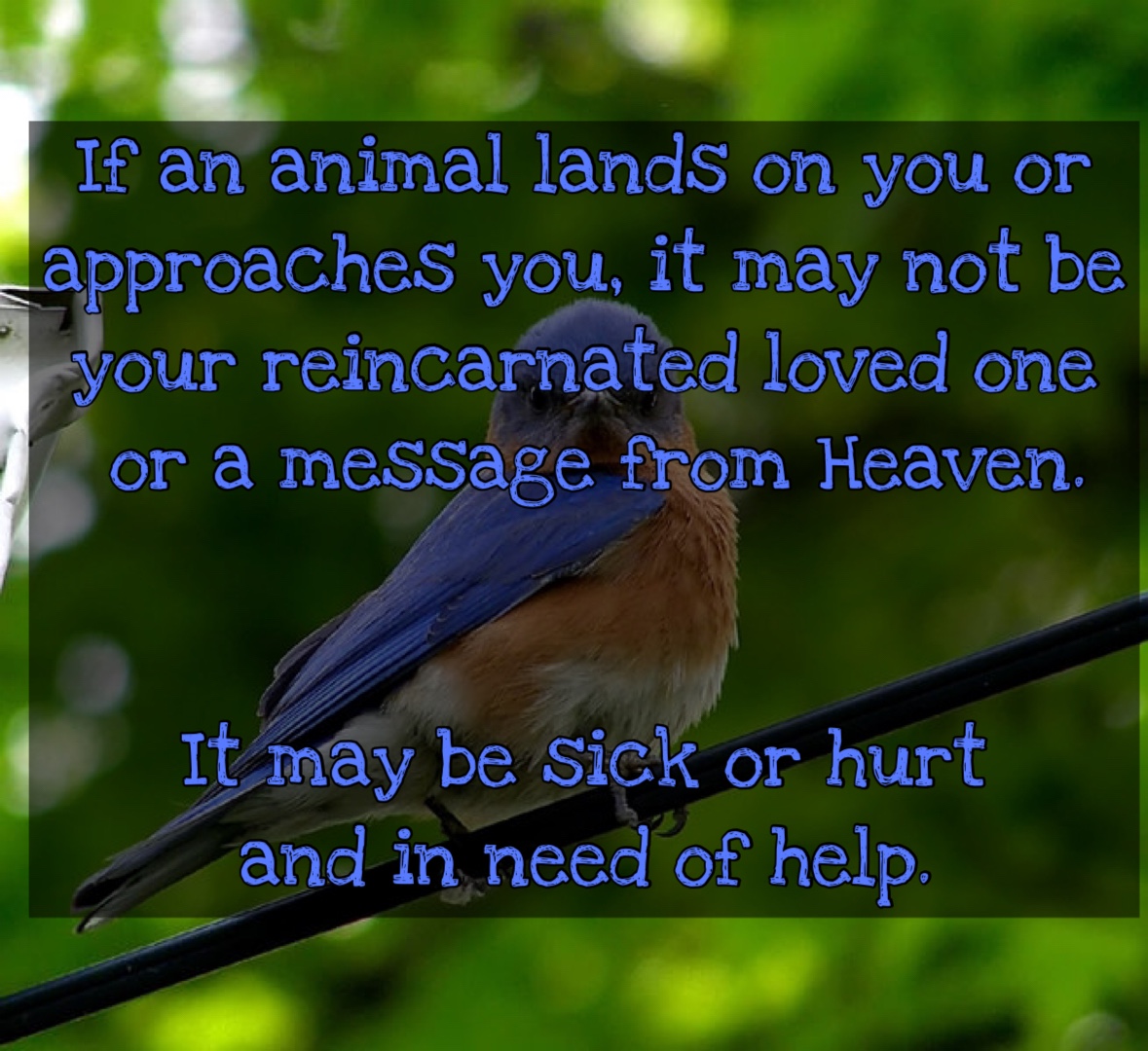 That Friendly Animal May Not Be Your Reincarnated Loved One – For Fox ...