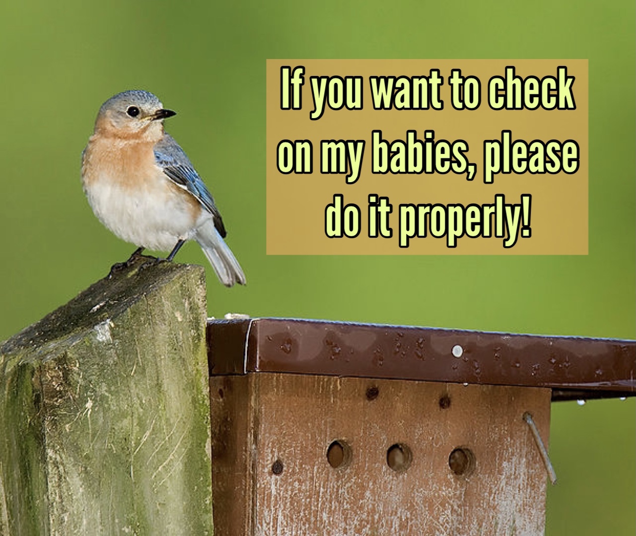 Checking on Bird Nest Boxes – For Fox Sake Wildlife Rescue