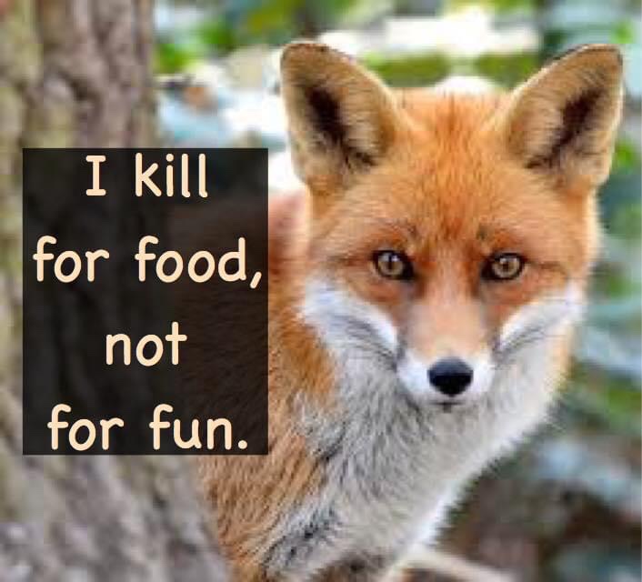 Foxes Don’t Kill for Fun – For Fox Sake Wildlife Rescue