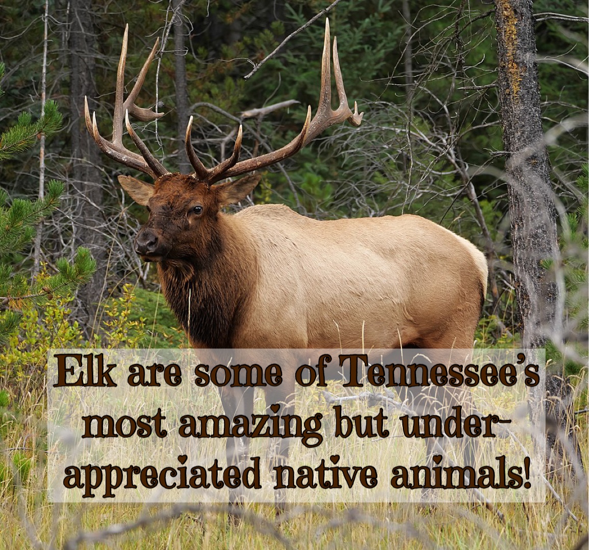 Tennessee’s Elk: A Success Story – For Fox Sake Wildlife Rescue