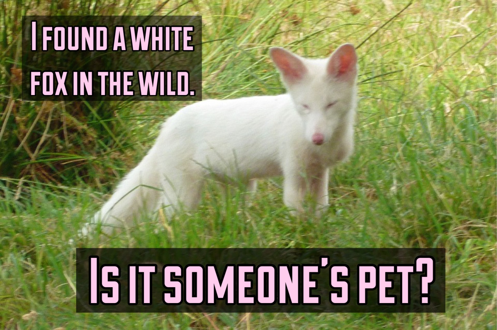 I Found a White Fox. Is it a Pet? – For Fox Sake Wildlife Rescue
